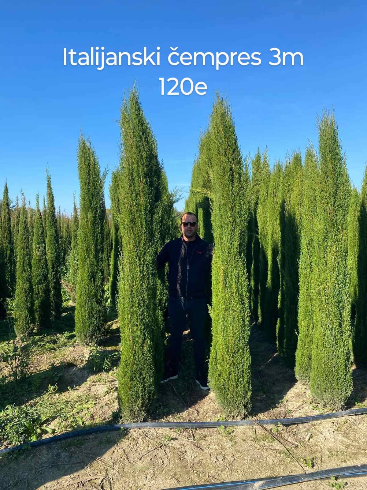 Prodaja Palmi Srbija - Aleksa Hocak | FIRMA.co.rs - Biznis katalog ...
