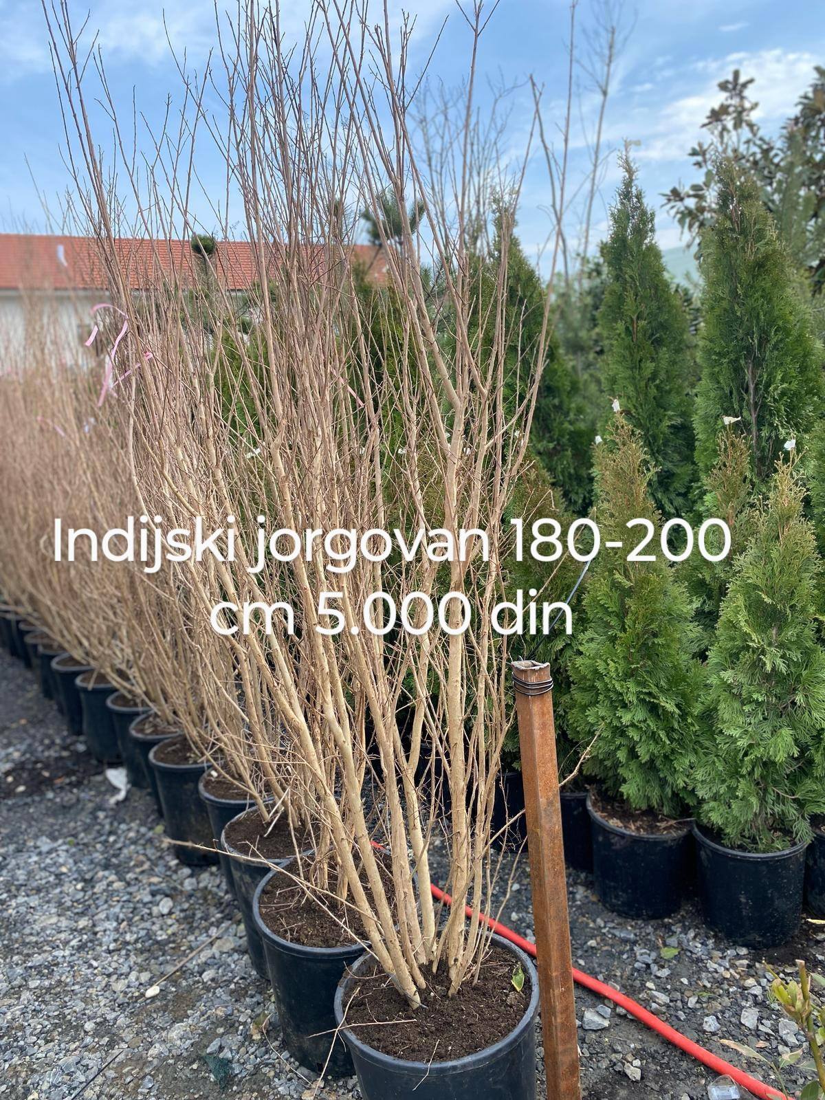 Prodaja Palmi Srbija - Aleksa Hocak | FIRMA.co.rs - Biznis katalog ...